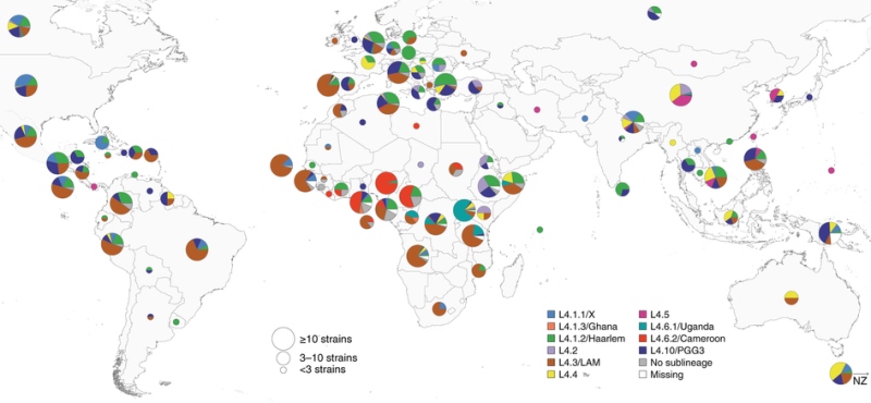 Tuberculosis bacteria find their ecological niche | German Center for ...